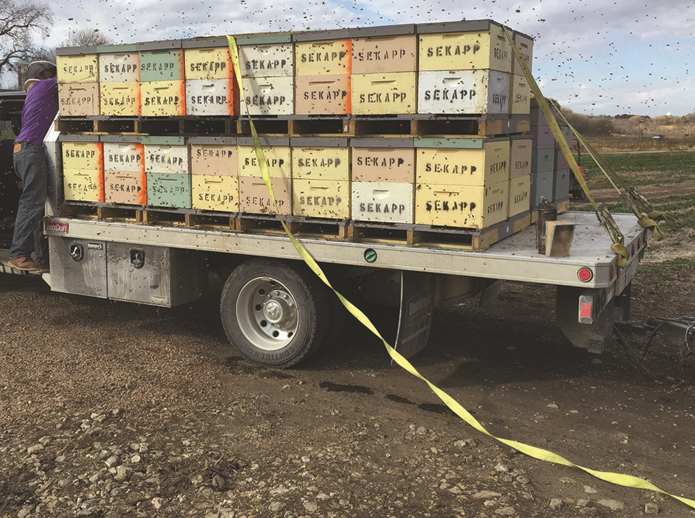 W Type Galvanized Steel Pallet Clips Secure Beekeeping Beehives in ...