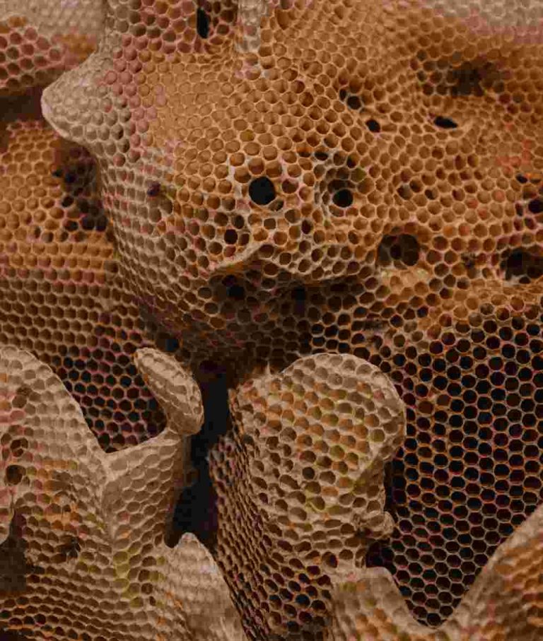 Exploring the Fascinating World of Honeycomb – BeeBrill-Beehive ...