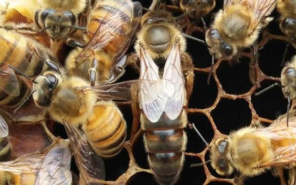 Queen Rearing: The Art of Cultivating Bee Colony Leaders – BeeBrill ...