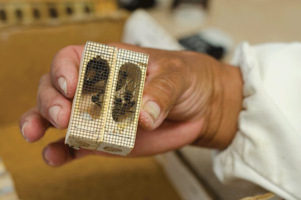 Ensuring the Safe and Comfortable Transportation of Queen Bees: Key ...